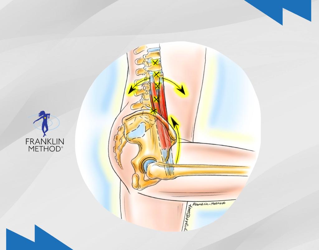 Workshop Franklin Method Esercizi psoas | Enzo Ventimiglia | MYC